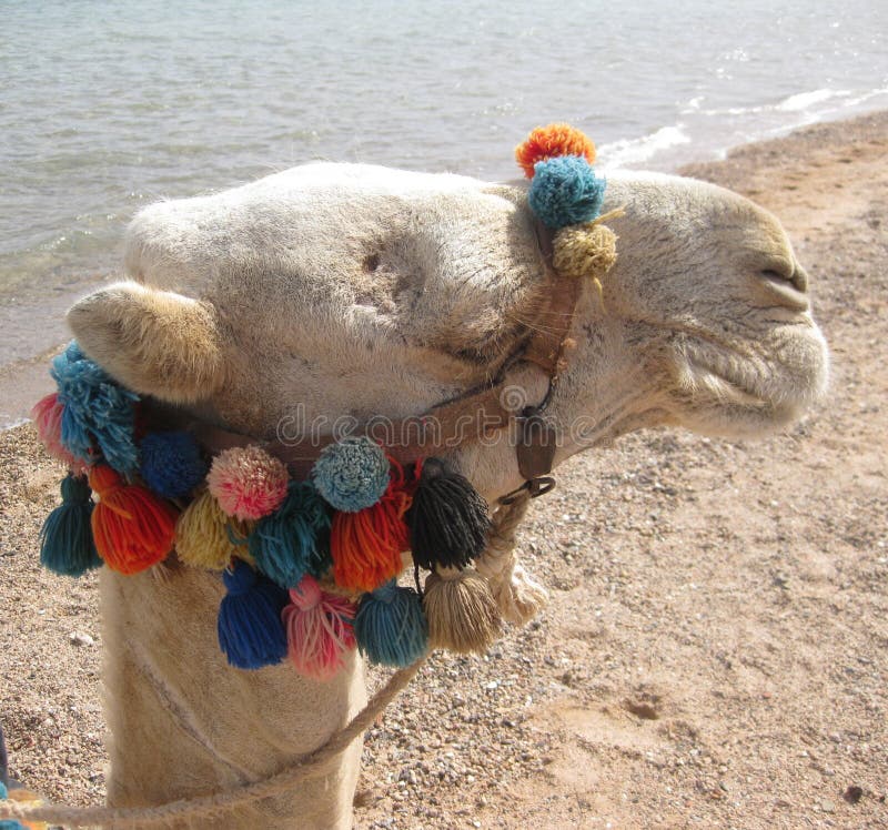 Camel stock image. Image of colored, colorful, mammal - 13897171