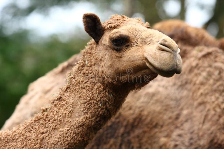 2,277 Camel Neck Stock Photos - Free & Royalty-Free Stock Photos from ...