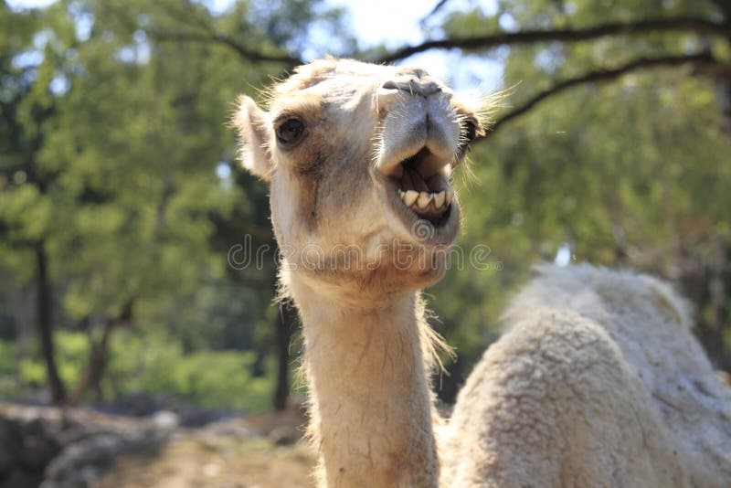 Front Face Arabian Camel Head Close-Up Stock Photo - Image of arab ...