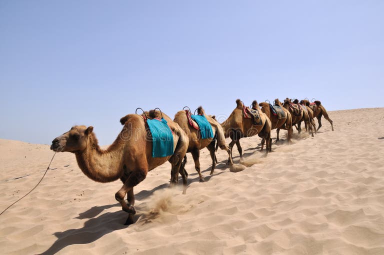Camel stock image. Image of ningxia, dune, ride, dust - 15786043