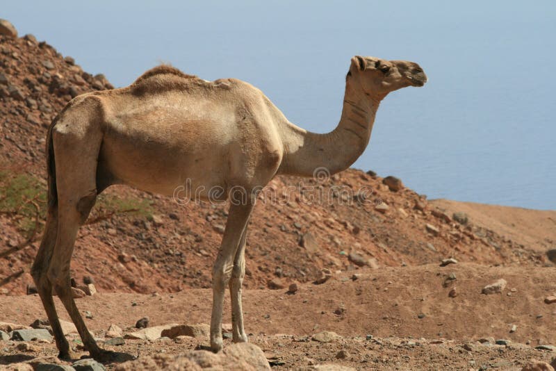 Pere David`s deer 7 stock image. Image of environment - 14512841