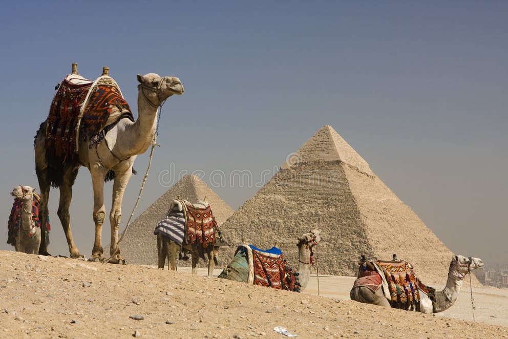 Camel stock image. Image of pyramid, tourist, camel, architecture ...
