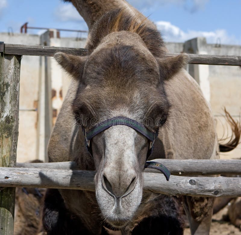 Camel stock photo. Image of breeding, enclosure, close - 17303694
