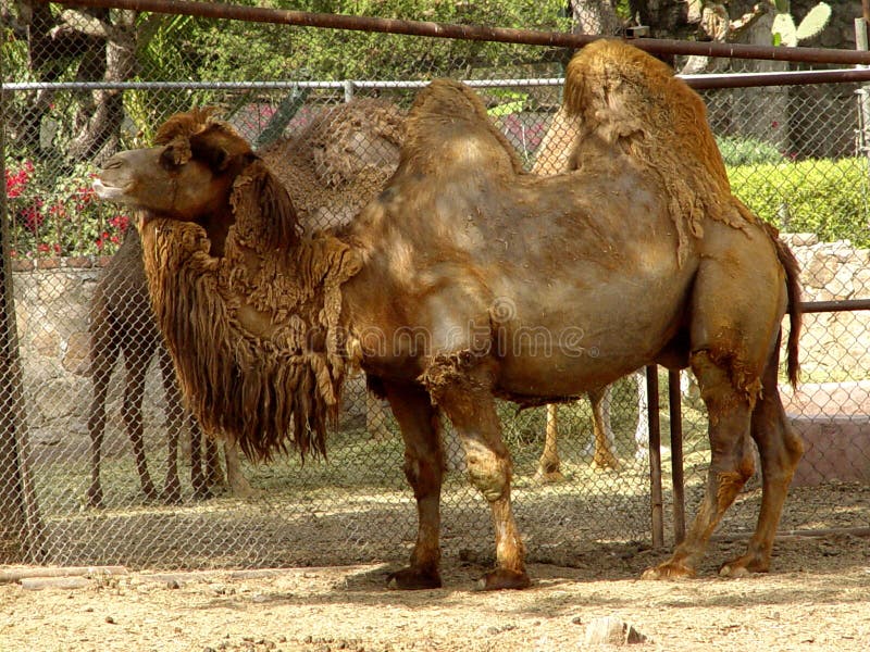 Camel stock image. Image of caramel, cinnamon, khaki, camel - 17413