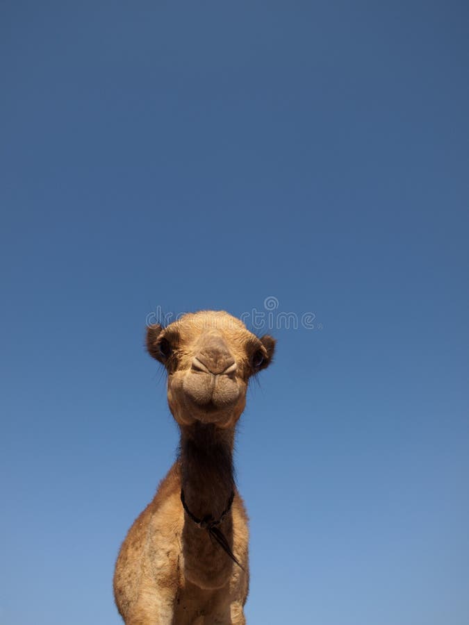 Front Face Arabian Camel Head Close-Up Stock Photo - Image of arab ...