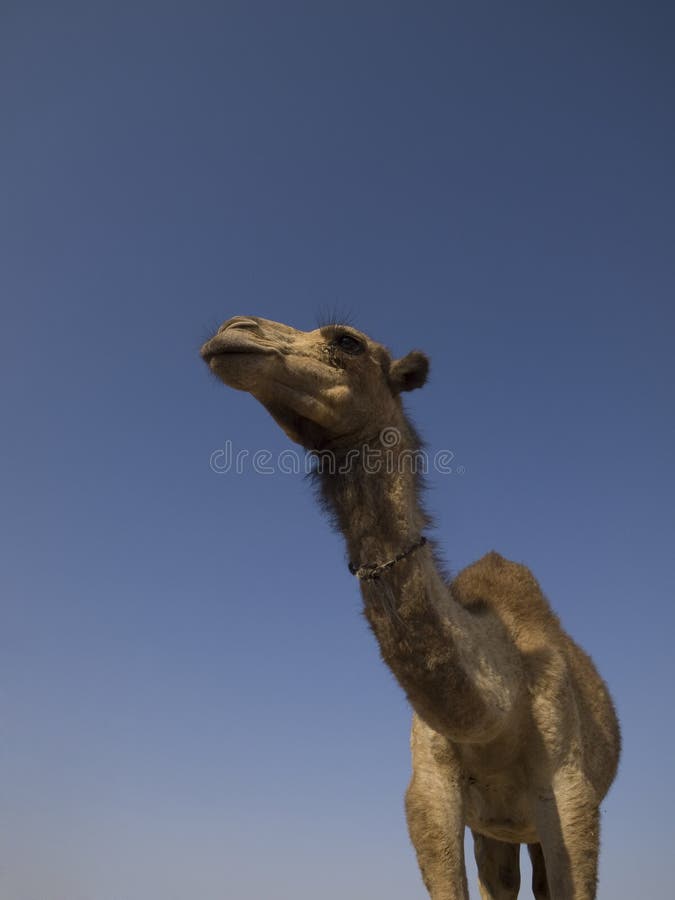 Camel stock photo. Image of scene, beast, heat, summer - 9740918