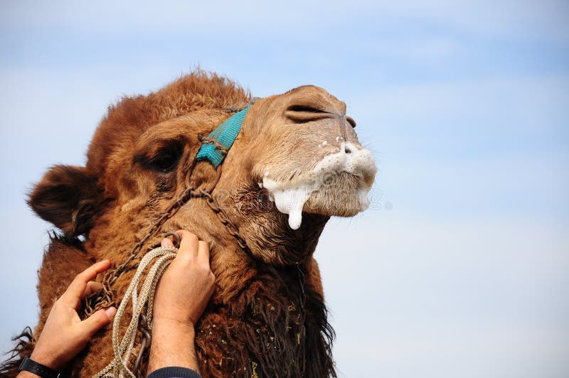 5,896 Funny Camel Stock Photos - Free & Royalty-Free Stock Photos from ...