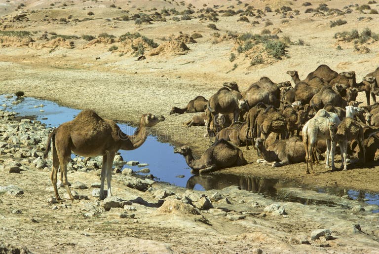 335 Camel Drinking Water Stock Photos - Free & Royalty-Free Stock ...