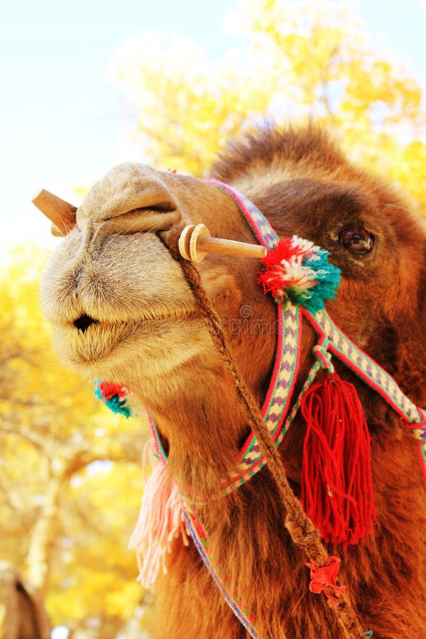 3,130 Funny Camel Face Stock Photos - Free & Royalty-Free Stock Photos ...