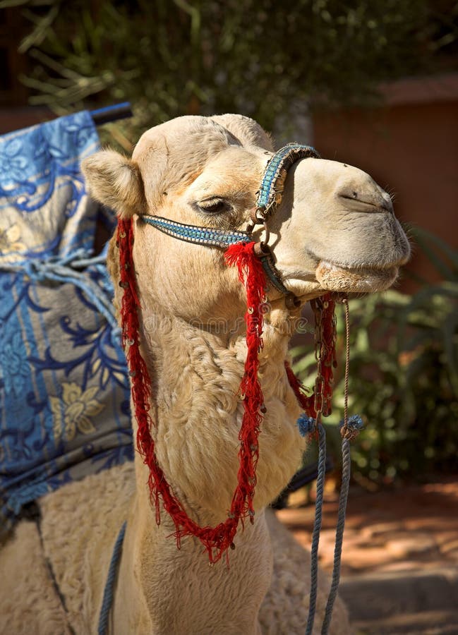 9+ Camel traveller Free Stock Photos - StockFreeImages