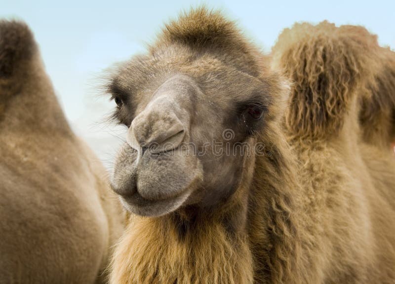Furry Camel Stock Photos - Download 1,116 Royalty Free Photos