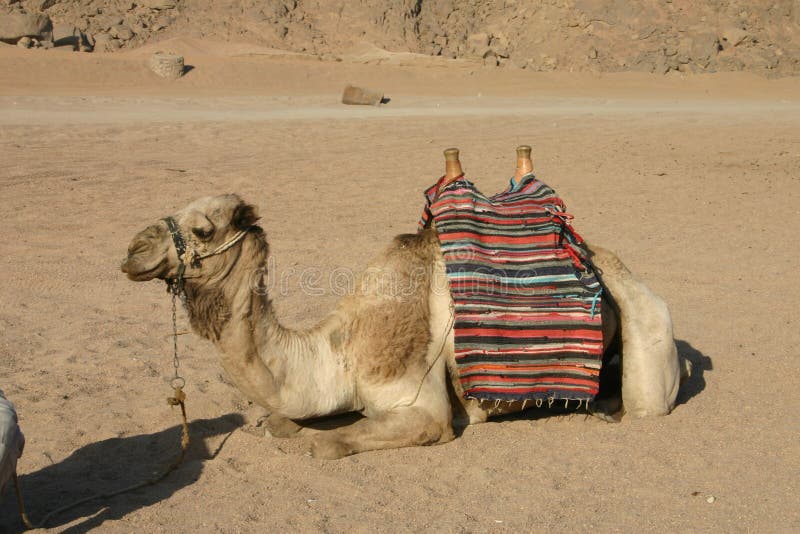 Camel's Neck Picture. Image: 4120098