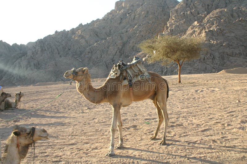 Camels in Mountain Desert in Chad Stock Image - Image of animal, travel ...