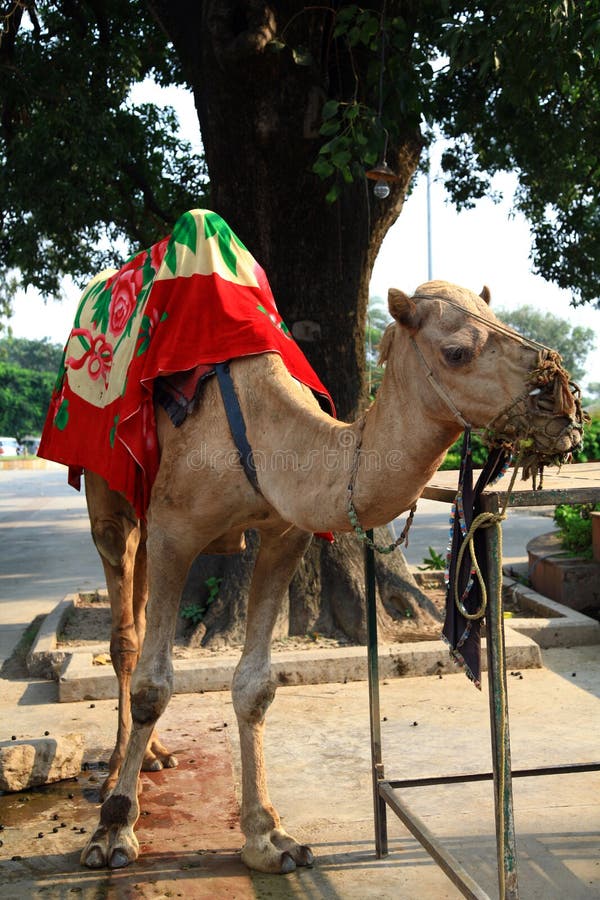 Camel stock photo. Image of nature, wildlife, camel, legs - 21546684