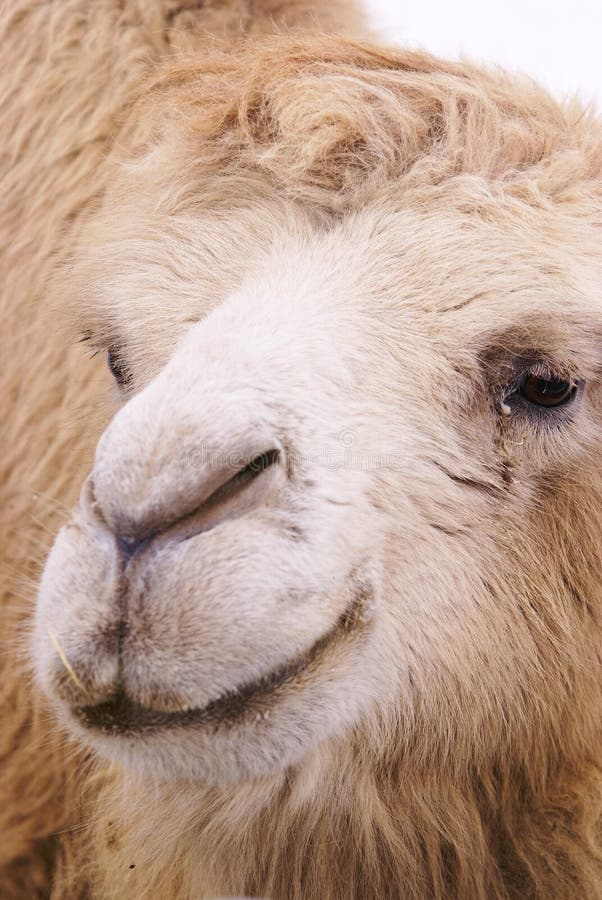 Camel nose stock photo. Image of white, close, inquisitive - 4386904