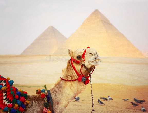 865 Camel Pyramid Background Stock Photos - Free & Royalty-Free Stock ...