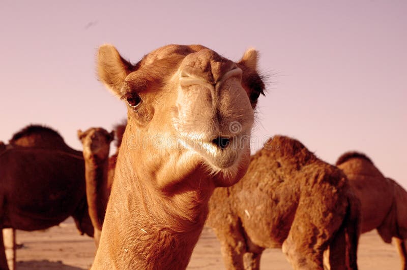 Camel Lips stock image. Image of hairy, food, disgusting - 1752469