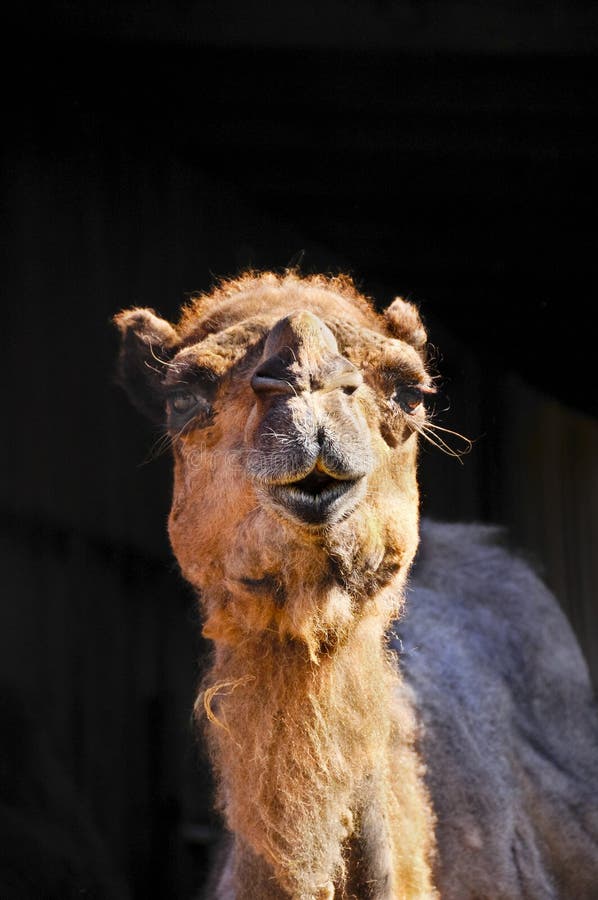 Camel stock image. Image of camelus, camel, hair, arabian - 23421329