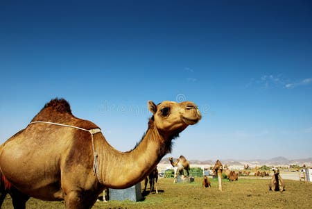 Camel stock photo. Image of animal, adventure, africa - 2397808