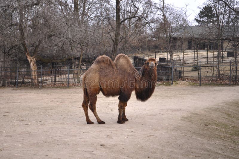 The camel stock photo. Image of reserve, fluffy, pens - 24004908