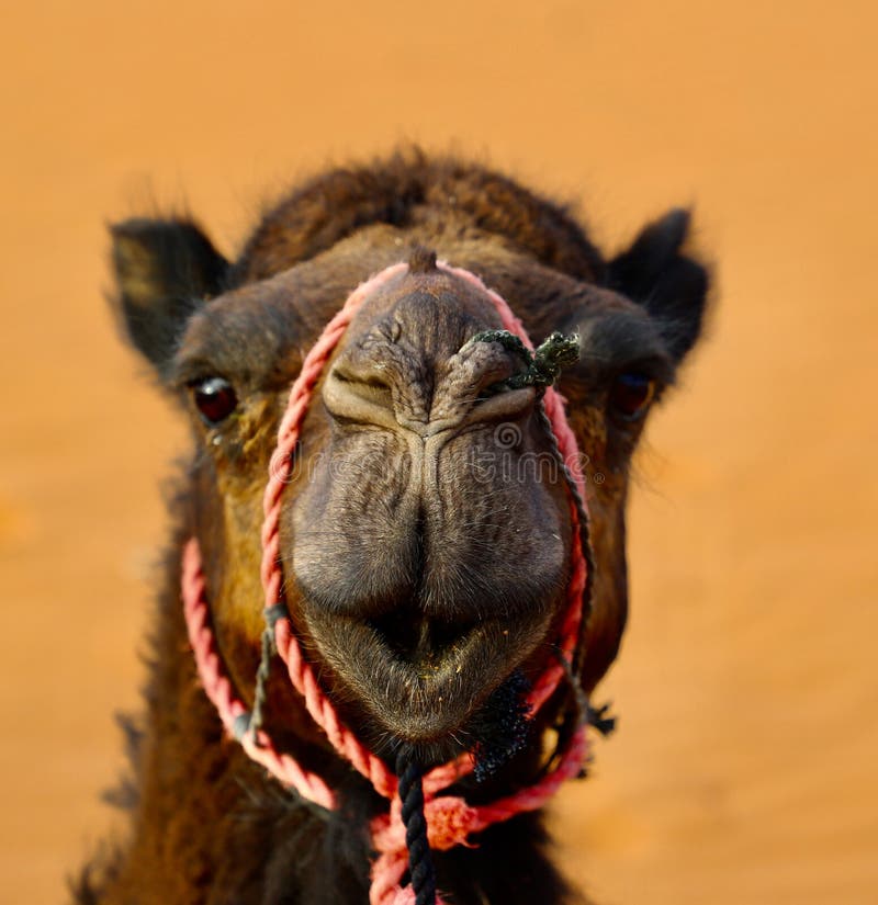 A Smiling Camel Portrait stock photo. Image of desert - 255038008