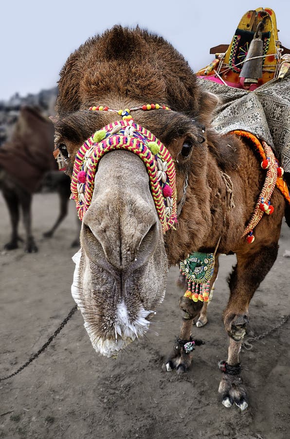 Marwari Horse stock image. Image of marwari, festival - 3810283