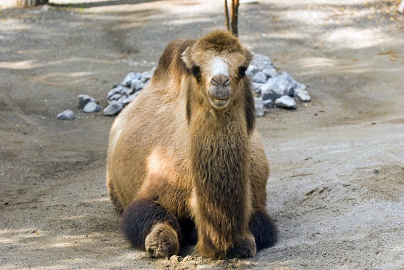 Camels at water source stock photo. Image of bahrain, emirates - 5314846