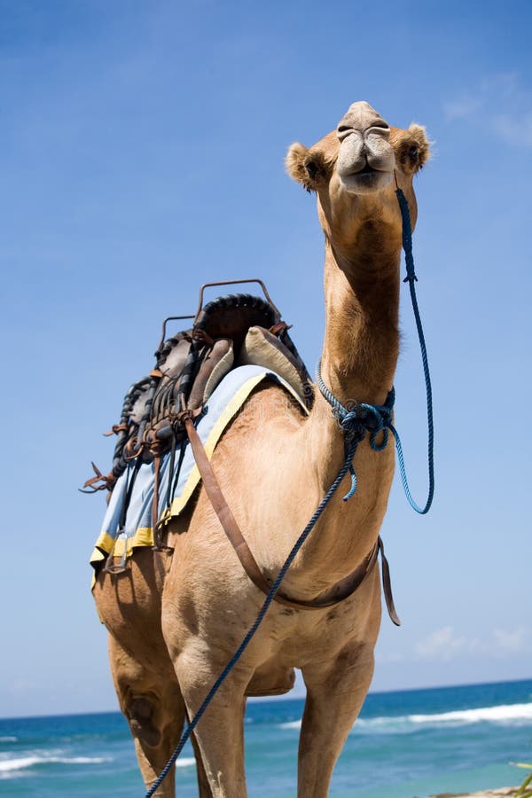 Camel stock photo. Image of camel, animal, beach, tropical - 3277340