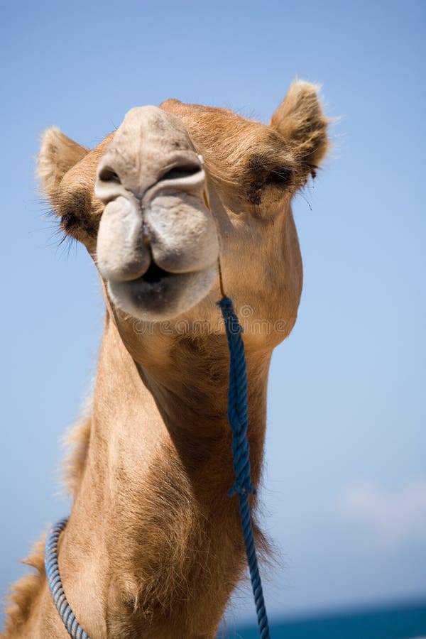 Camel stock image. Image of sand, mane, summer, animal - 3277381