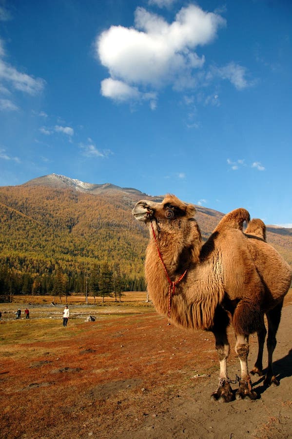 Camel stock image. Image of africa, camel, water, exotic - 3641667