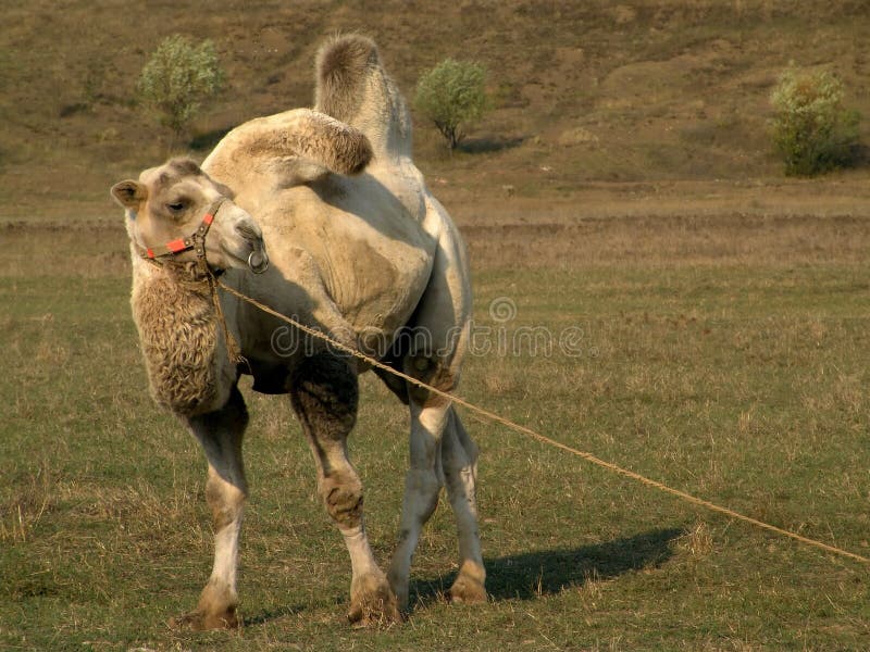 Camel stock image. Image of animals, camel, rope, prairie - 408041