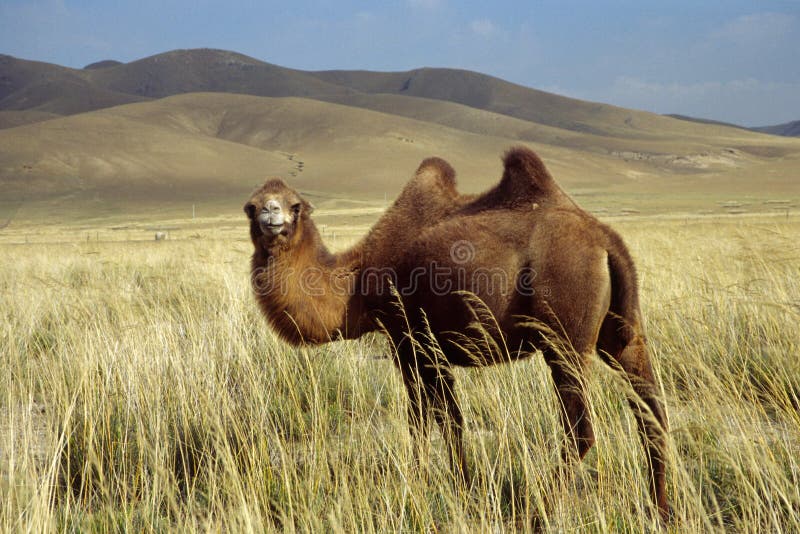 Camel stock image. Image of animal, neimenggu, white, fuzzy - 4707473
