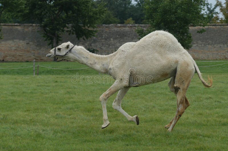 449 Camel Running Stock Photos - Free & Royalty-Free Stock Photos from ...