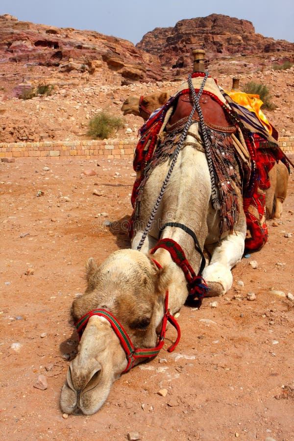Camel stock image. Image of shape, nabateans, traditional - 6954497