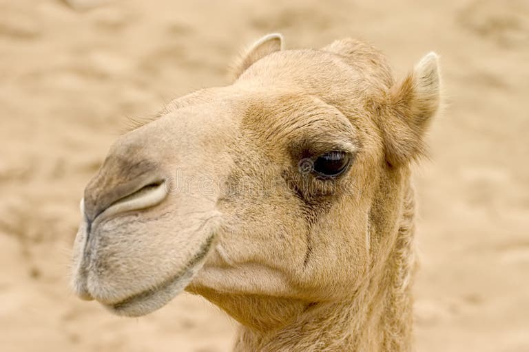 2,807 Camel Nose Stock Photos - Free & Royalty-Free Stock Photos from ...