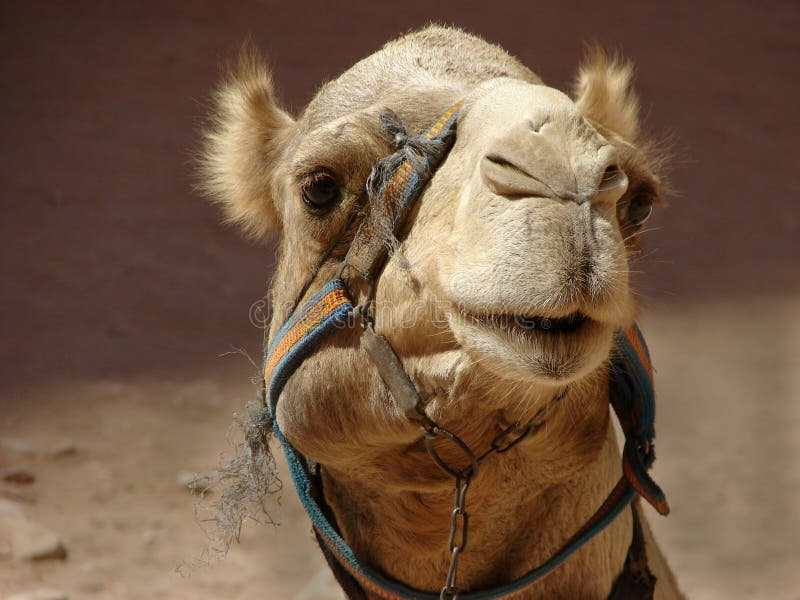 Camel stock image. Image of arabia, sahara, summer, india - 7152855