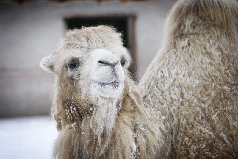 Camel stock photo. Image of hair, desert, humor, hairy - 7609686
