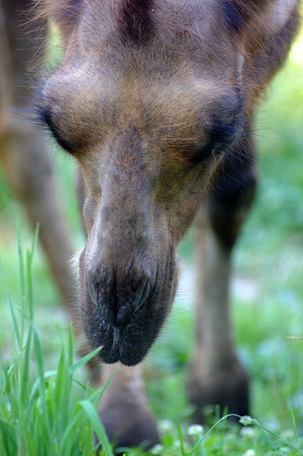 Camel Picture. Image: 939509