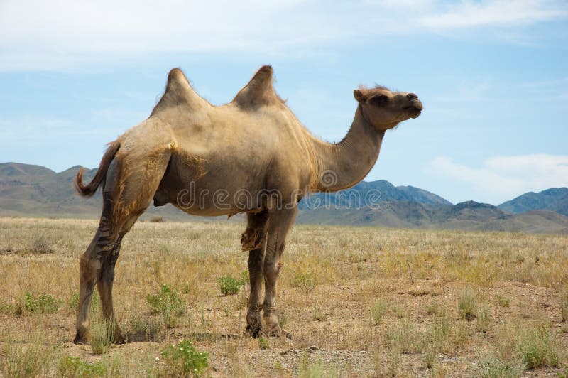 Camel stock photo. Image of scene, beast, heat, summer - 9740918