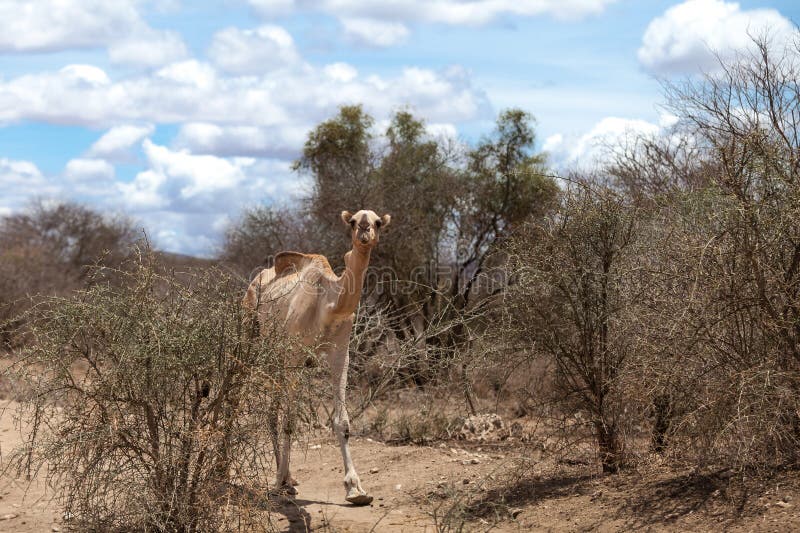 Camel in Africa Savannah Wild Nature Stock Image - Image of mammal ...