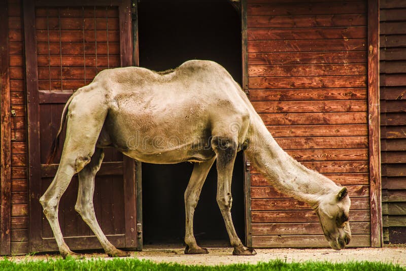 A Camel Against the Background of an Open Gate of Buildings Stock Image ...