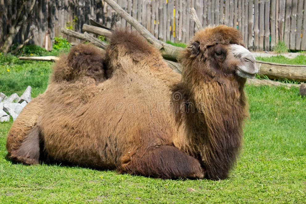 Camel wild stock image. Image of summertime, head, mammal - 179628119