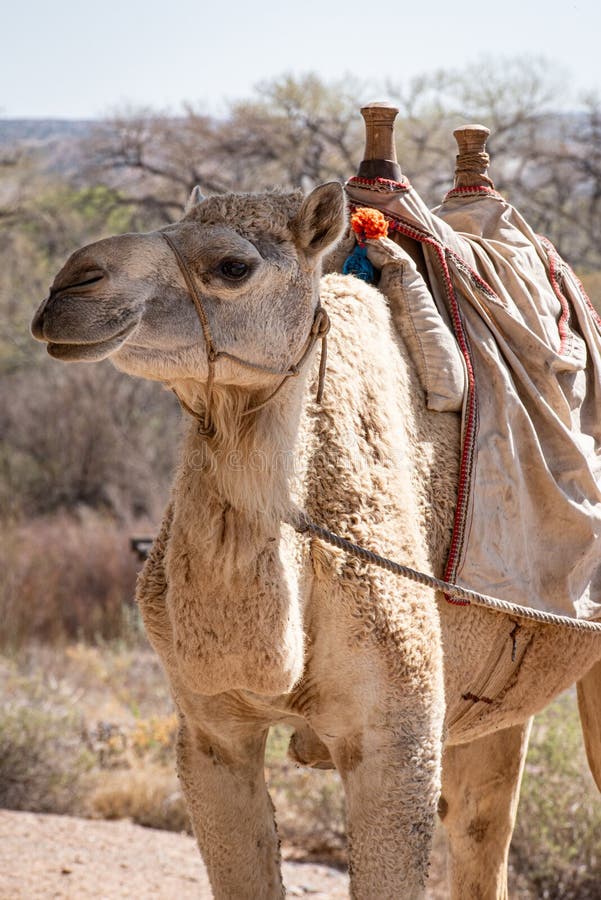 Camel of the American Southwest Stock Photo - Image of safari, mexico ...
