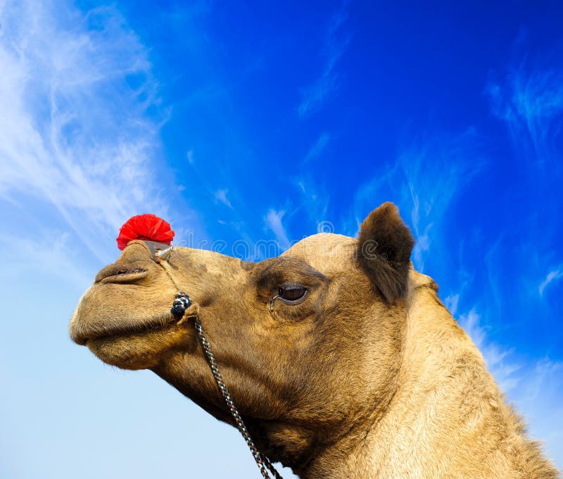Adventure Background. Green Jungle Stock Image - Image of color ...