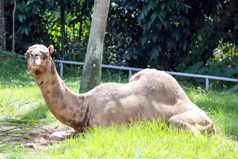 Camel Mammal Artiodactyl Desert Steppe Ruminant Stock Photo - Image of ...