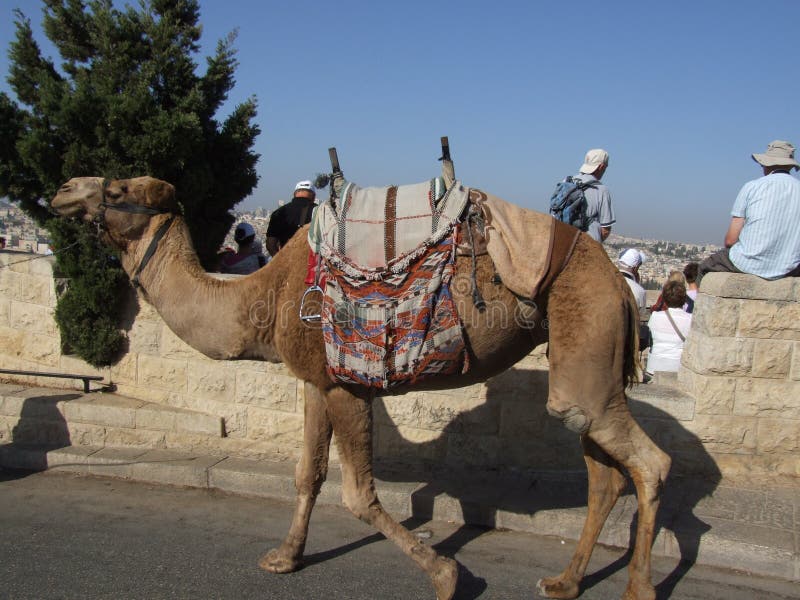 Camel editorial image. Image of wild, jerusalem, camel - 95261935