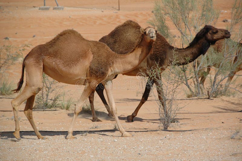 Camel, Arabian (Camelus Dromedarius) Stock Image - Image of ruminant ...