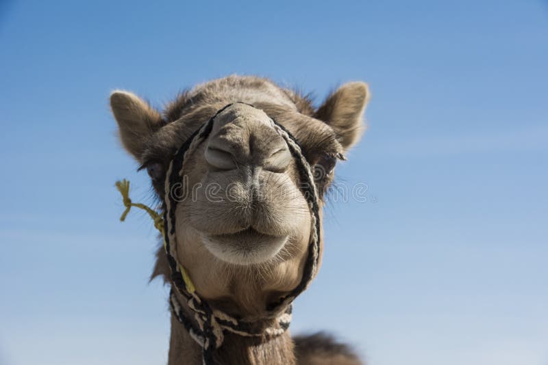 Camel stock image. Image of front, nature, safari, hump - 49222517