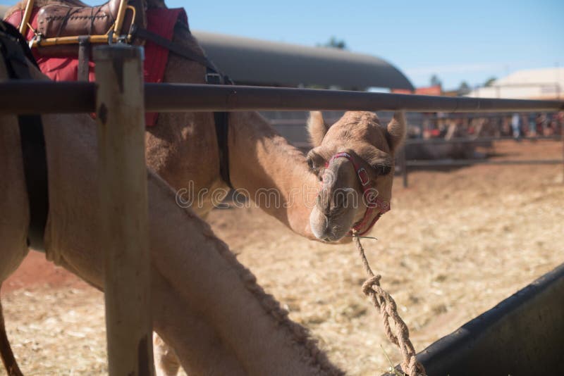 Camel in a Red Halter at Sunset Stock Photo - Image of halter, food ...