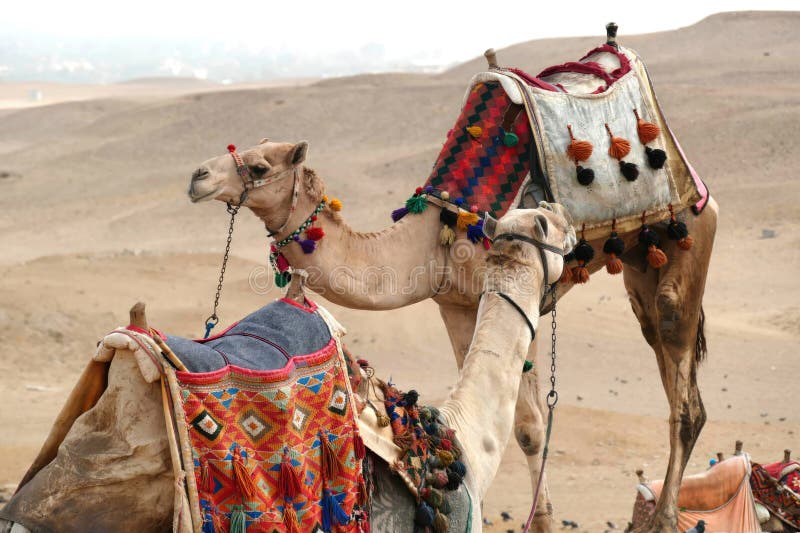 Camel Await Their Riders at the Great Pyramid Stock Image - Image of ...